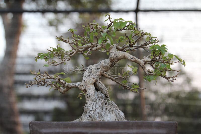 Bonsai tree stock photo. Image of closeup, design, nature - 53003962