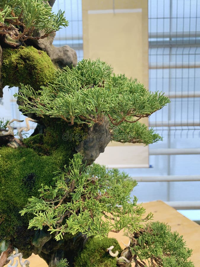 Bonsai Tree Composition on Stone. Stock Image - Image of growth ...