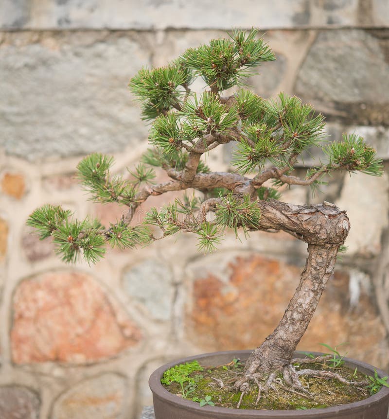 Bonsai tree stock photo. Image of bonsai, decorative - 48389758