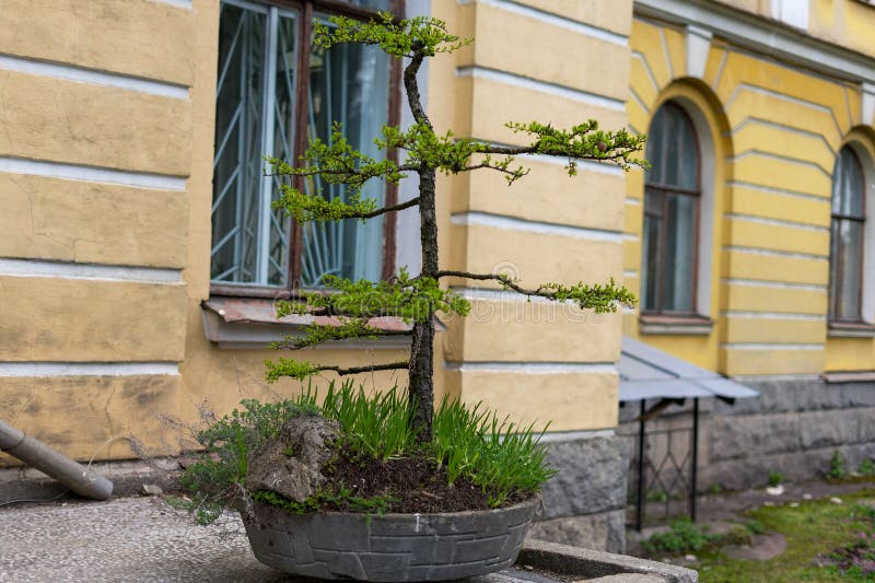 Bonsai Tree in Front of a Building Stock Photo - Image of front ...