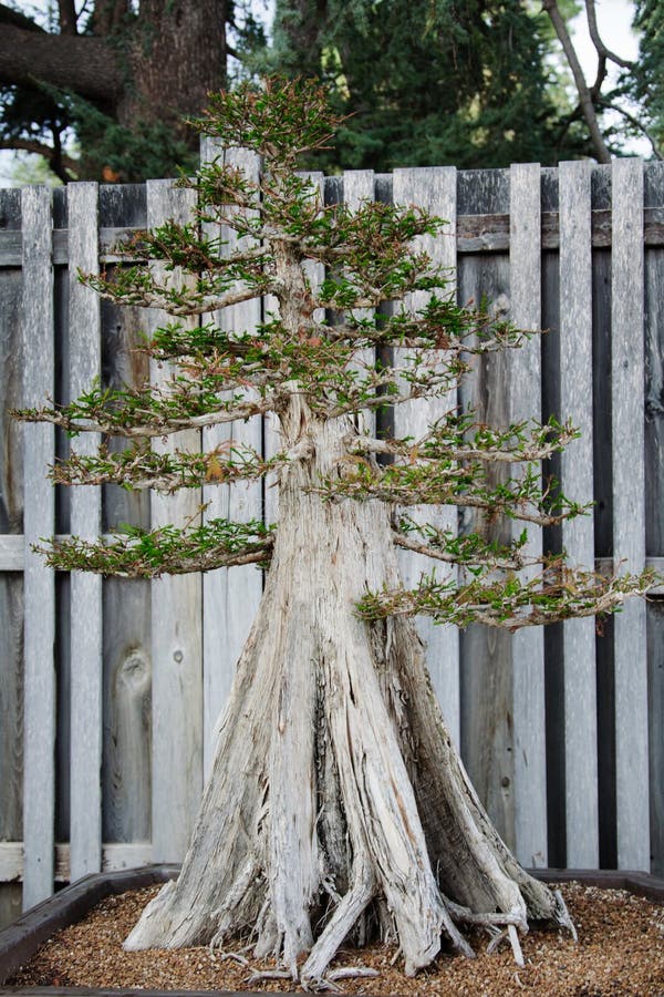 Bonsai Tree in the Garden Under the Open Outdoors Stock Photo - Image ...