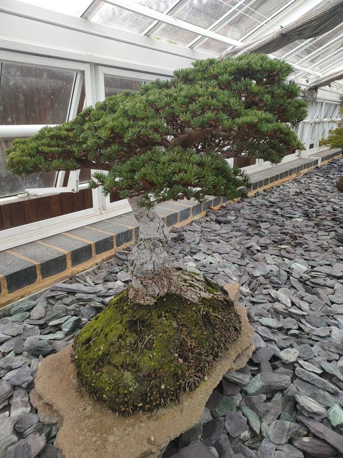 Bonsai Tree in a Greenhouse Stock Photo - Image of slate, japanese ...