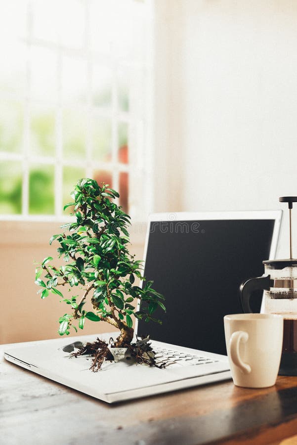 112 Coffee Bonsai Tree Stock Photos - Free & Royalty-Free Stock Photos ...