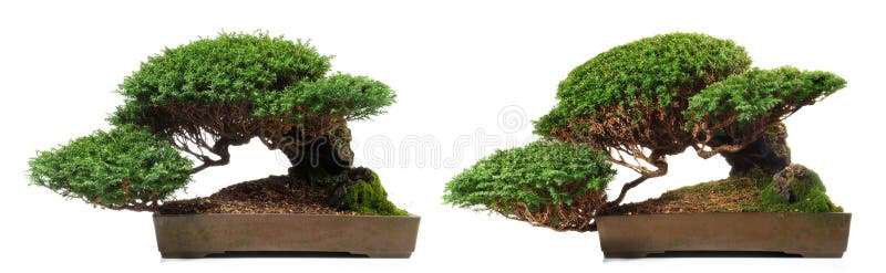 Bonsai conifer stock image. Image of culture, tree, japenese - 19953933