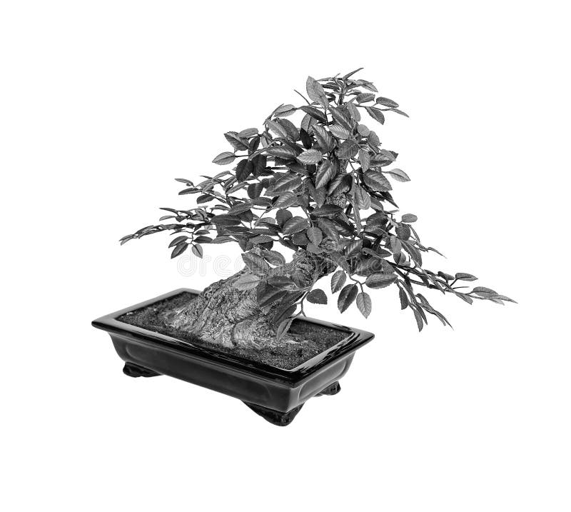 1,202 Black White Bonsai Photos - Free & Royalty-Free Stock Photos from ... 1,202 Black White Bonsai Photos - Free & Royalty-Free Stock Photos from ...