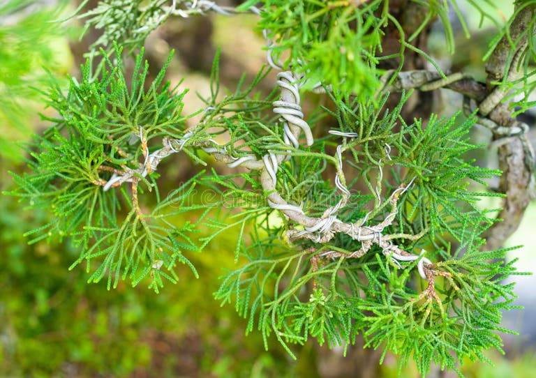 Bonsai tree making stock image. Image of tree, conifer - 45728577
