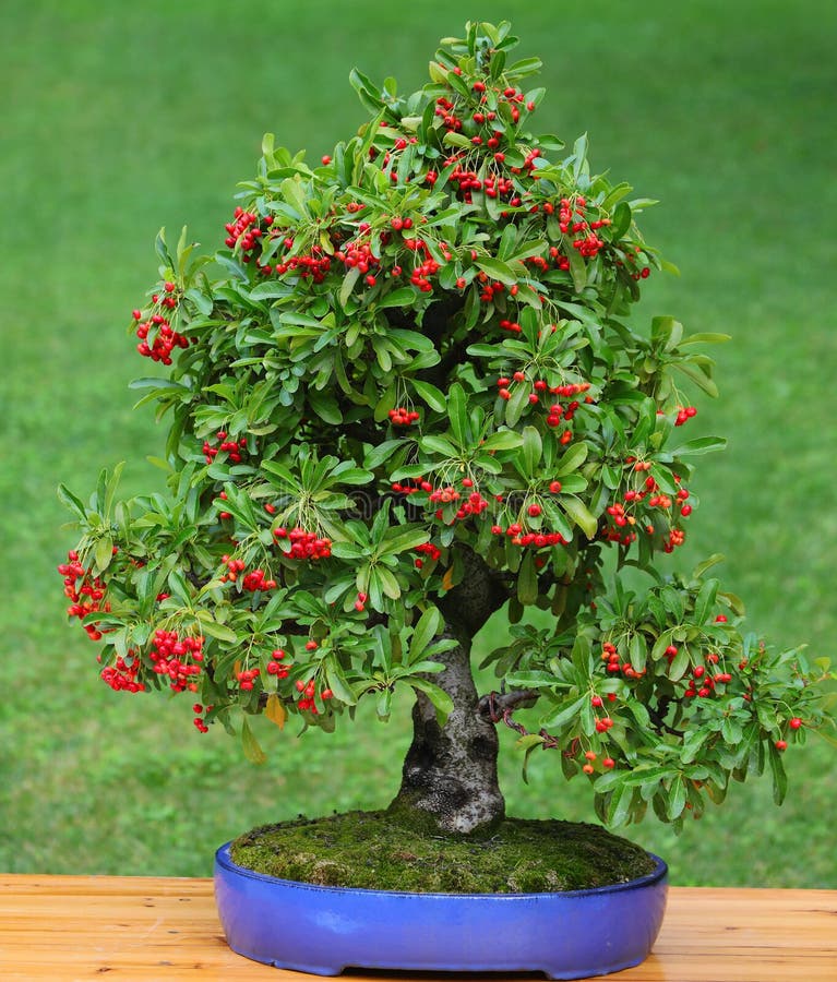 Bonsai Tree with Microscopic Red Berries Inside the Pot Stock Photo ...