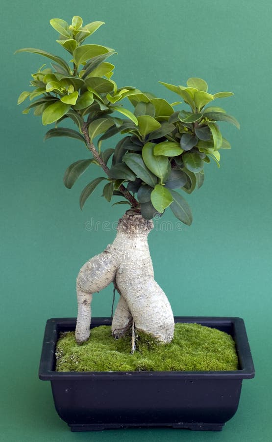 Bonsai tree with moss stock image. Image of soil, tree - 9414321
