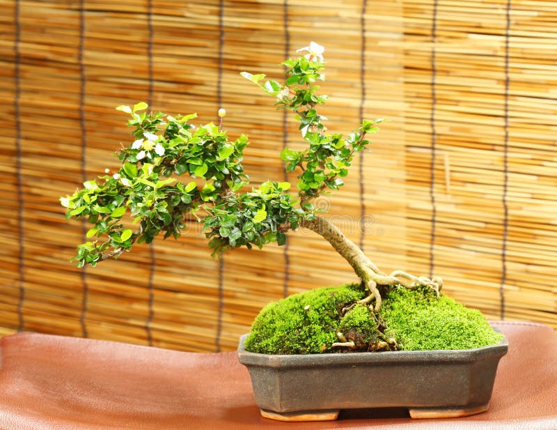 Bonsai tree scene. stock image. Image of branch, bonsai - 113484533