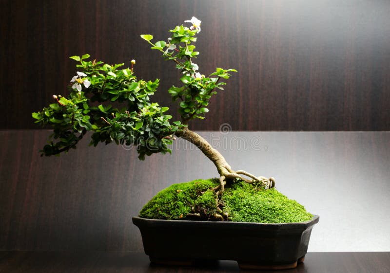 Bonsai tree scene. stock photo. Image of moss, garden - 113483518