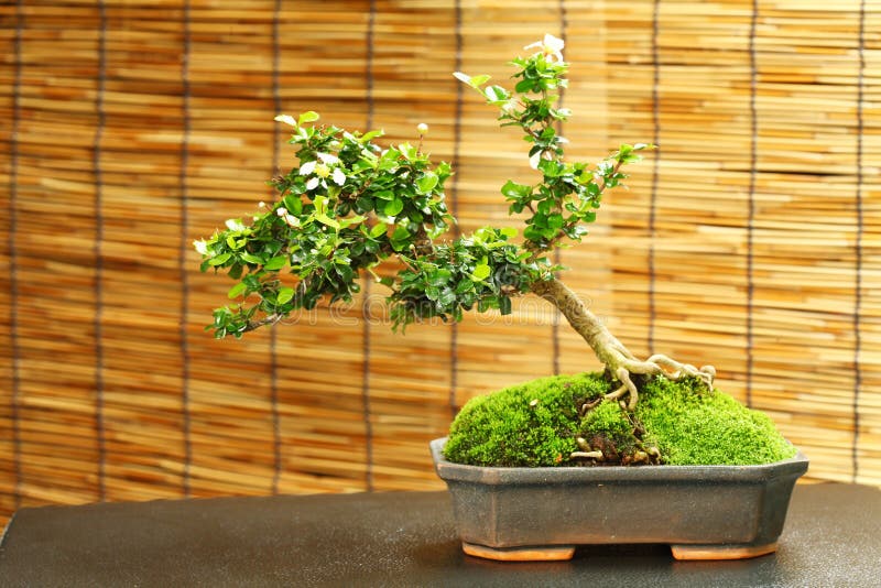 Bonsai tree scene. stock image. Image of green, foliage - 113484743