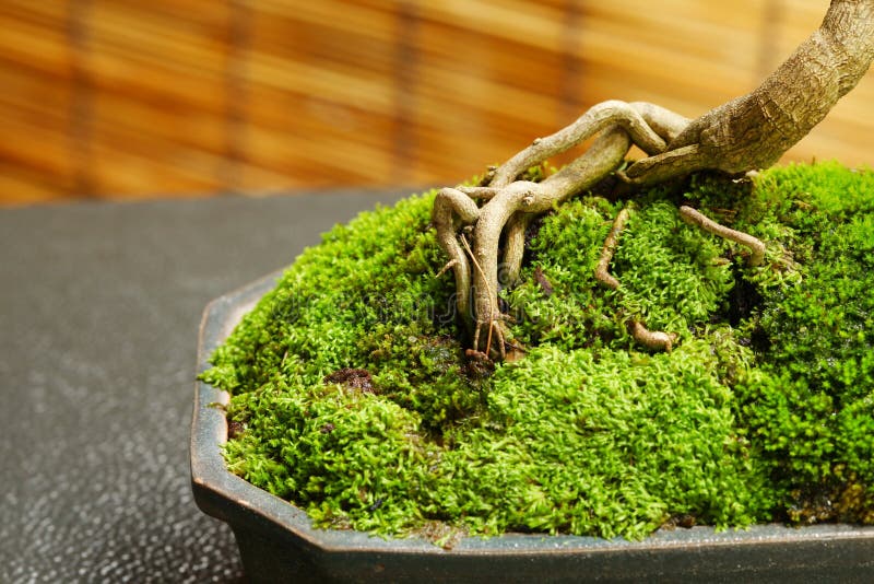 Bonsai tree scene. stock image. Image of growth, ornamental - 113485131