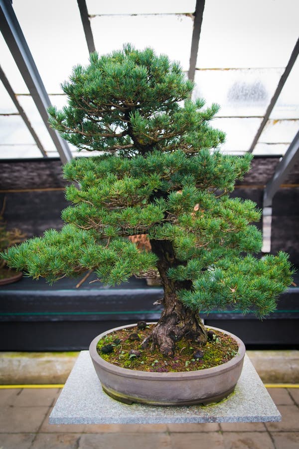 Japanese White Pine bonsai stock photo. Image of pine - 16095664