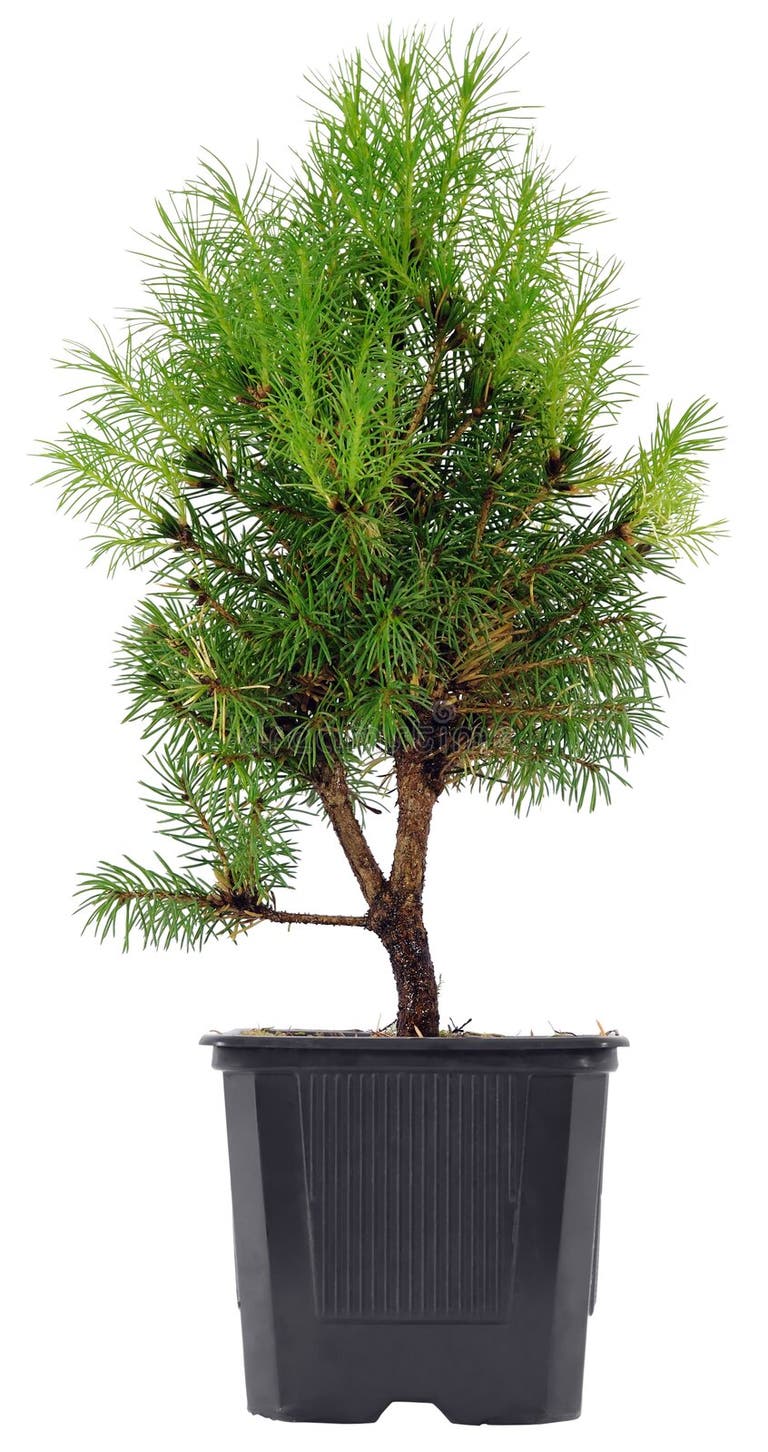 694 Little Tree Chinese Pot Stock Photos - Free & Royalty-Free Stock ...