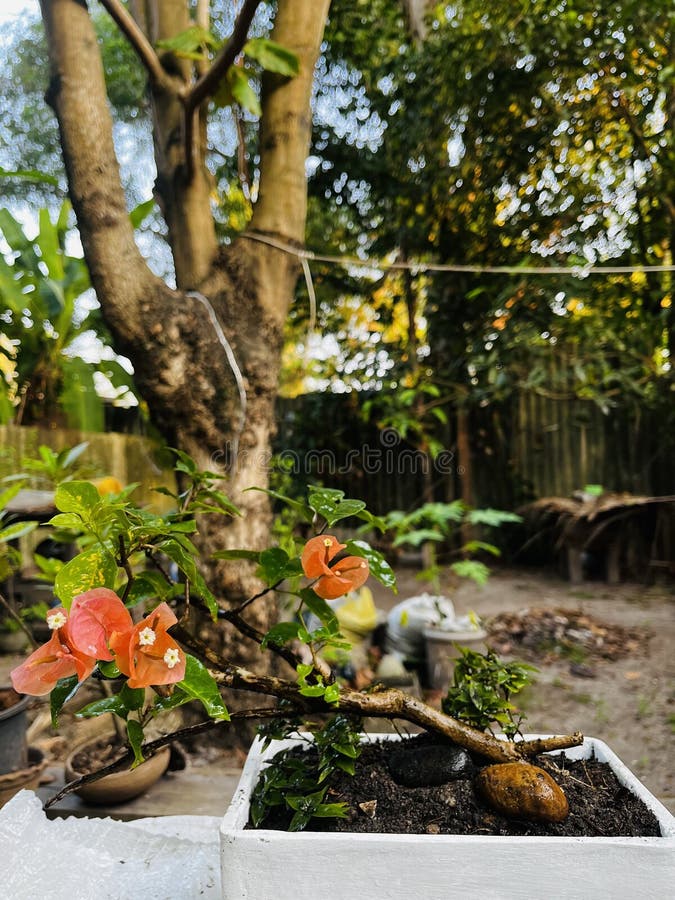 Bonsai Tree in a Pot with Flowers Stock Image - Image of flowers ...