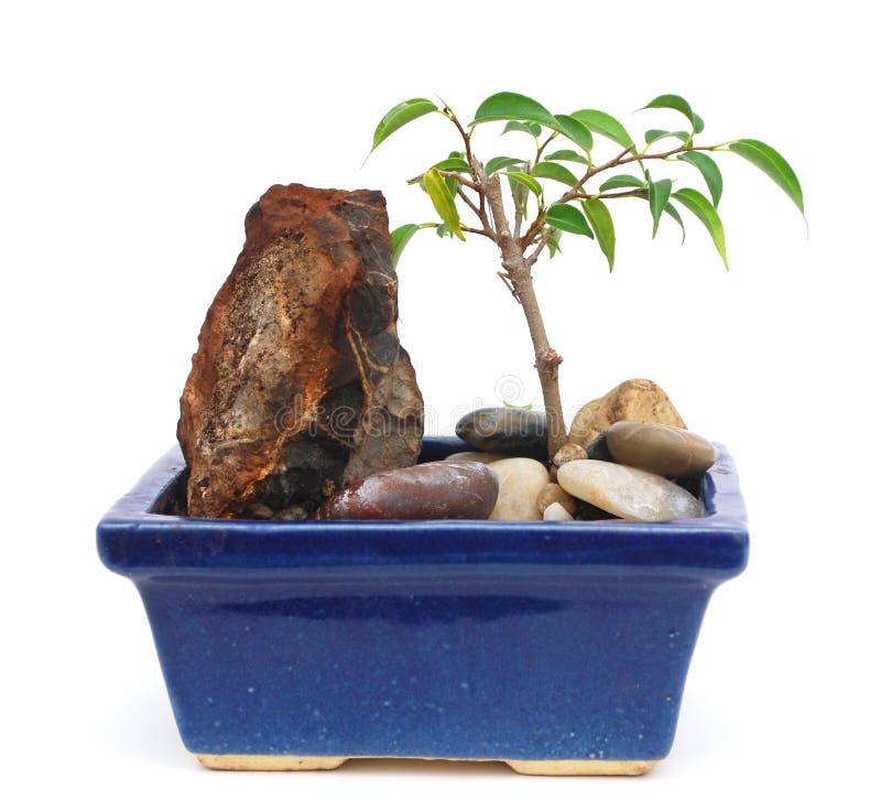 A bonsai tree with rocks stock image. Image of handwork - 11890515