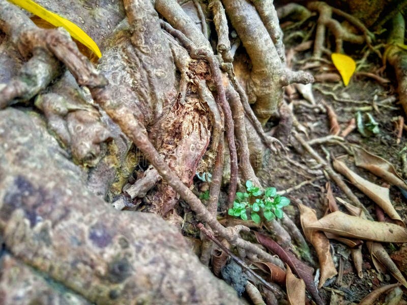 Bonsai Tree Roots and Dry Leaves Scattered on the Ground Stock Photo ...
