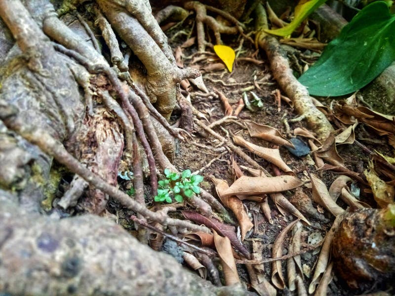 Bonsai Tree Roots and Dry Leaves Scattered on the Ground Stock Photo ...