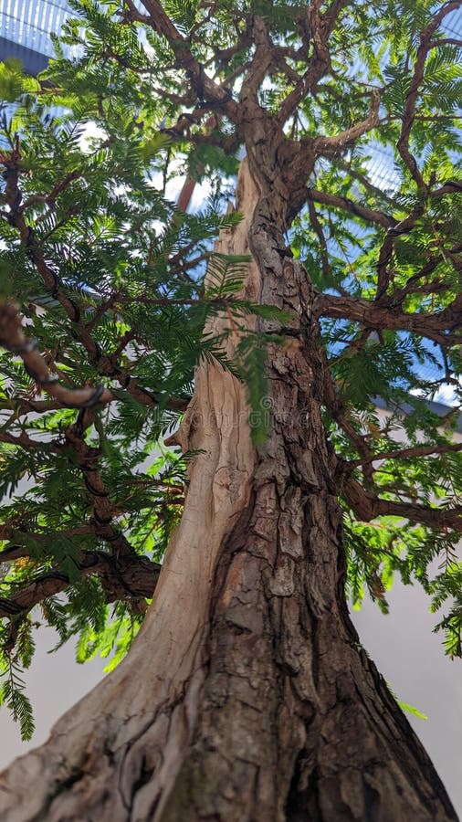 Bonsai Tree Shoot from Bottom Stock Image - Image of nature, wood ...