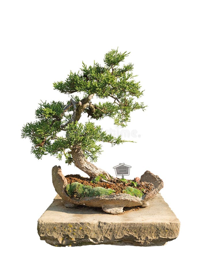 Bonsai conifer stock image. Image of culture, tree, japenese - 19953933