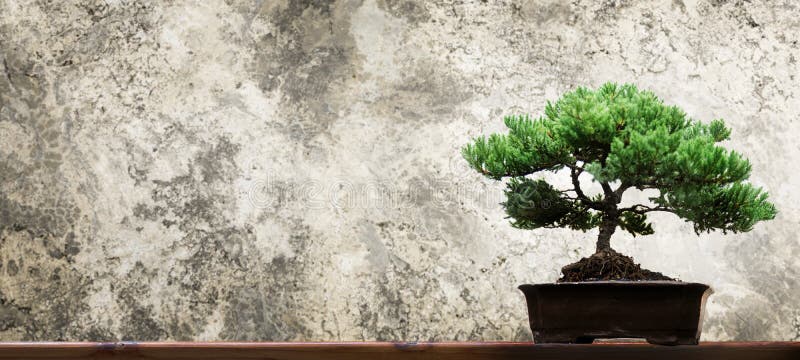 321 Bonsai Banner Stock Photos - Free & Royalty-Free Stock Photos from ...