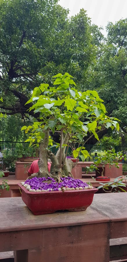 Bonsai Trees in a Beautiful Bonsai Garden Stock Image - Image of growth ...