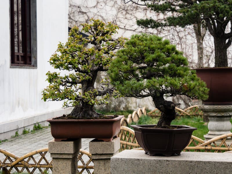 Bonsai Trees in Classical Chinese Garden Stock Image - Image of garden ...