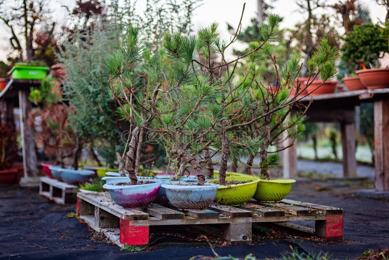 Bonsai Trees Growing Outdoors in Pots on Wooden Table Stock Image ...