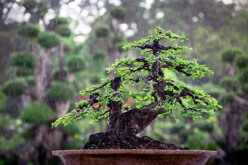 Bonsai trees in pot. stock image. Image of flowers, plant - 273924061