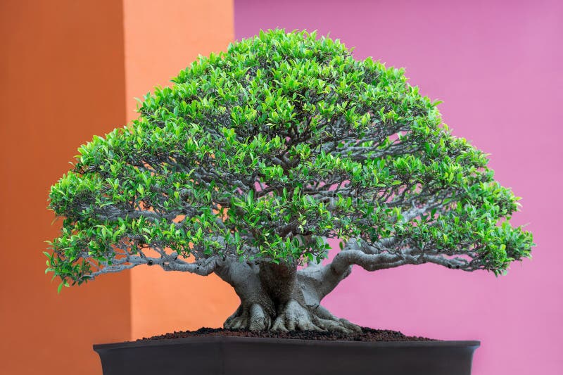 Bonsai trees in pots stock photo. Image of white, natural - 274260402