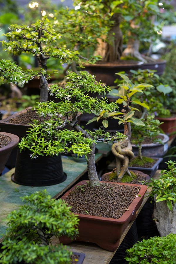 Bonsai Trees for Sale at the Plant Show Stock Image - Image of juniper ...