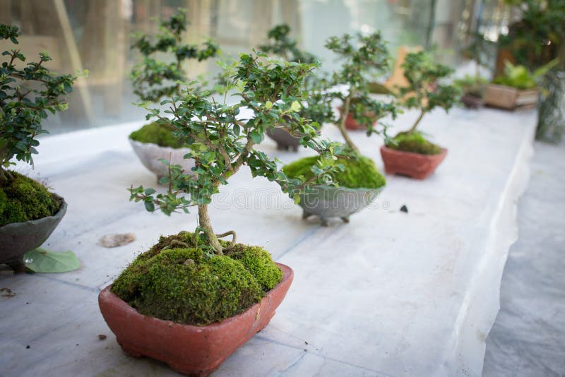 Bonsai trees on the table. stock photo. Image of earth - 251374354
