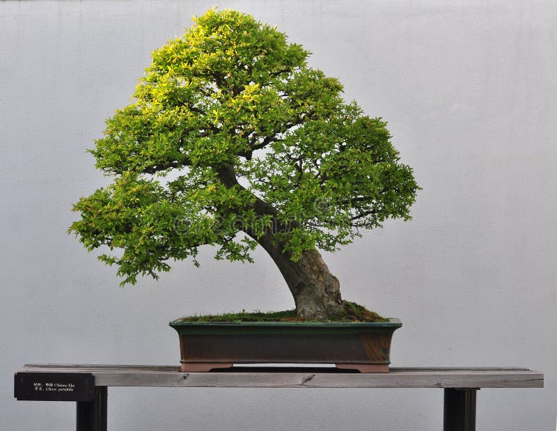 Bonsai van Chinese iep stock afbeelding. Image of boom - 14510101