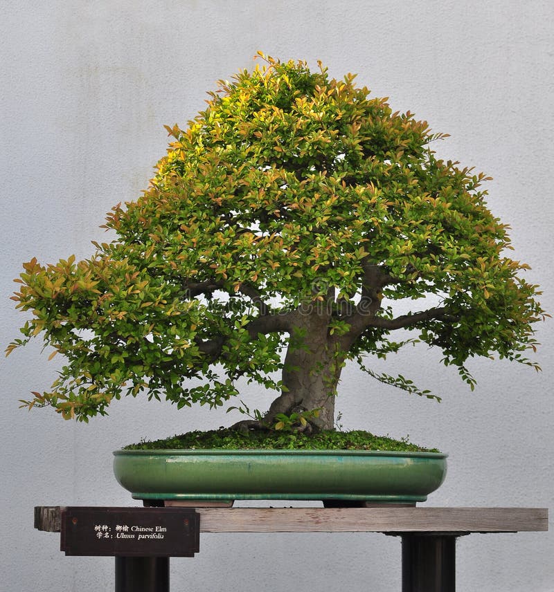 Bonsai van Chinese iep stock afbeelding. Image of boom - 14510101