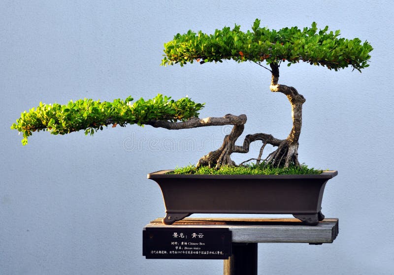 Bonsai van Klein bukshout stock afbeelding. Image of openlucht - 14510159