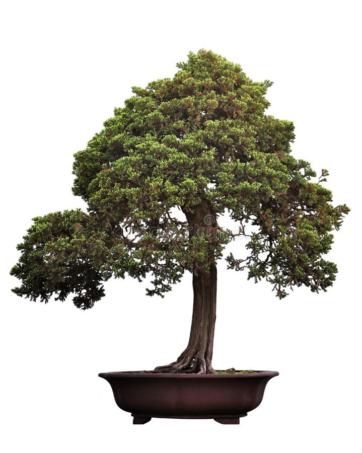 Bonsai van Chinese iep stock afbeelding. Image of boom - 14510101
