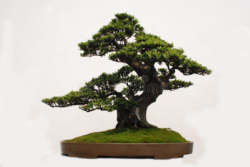 Bonsai of Yaccatree stock image. Image of garden, landscape - 4272275