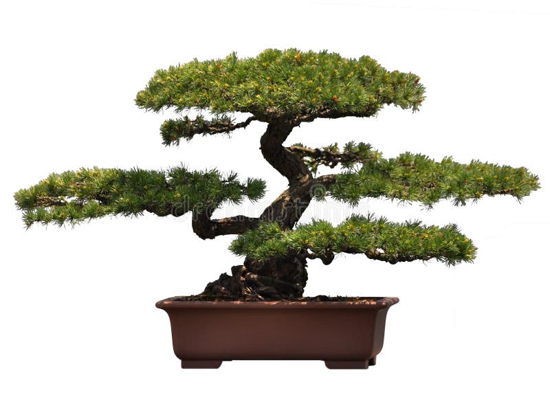 Bonsais do pinho foto de stock. Imagem de vista, tropical - 14510412