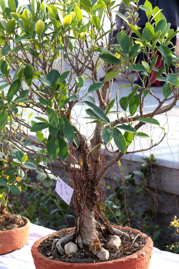 Bonsi stock photo. Image of fresh, cactus, bloom, pollens - 44701992