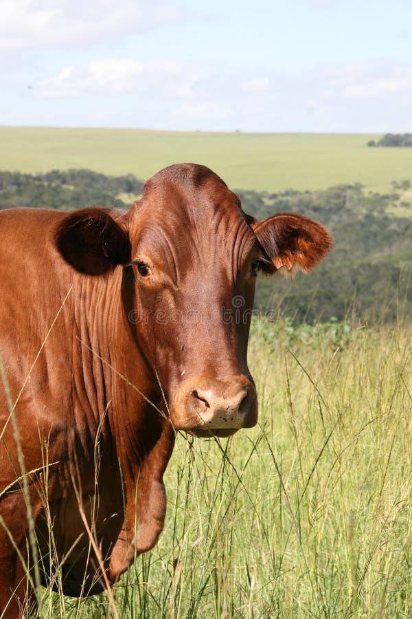 Bonsmara Cow stock image. Image of pastuire, wwatch, portrait - 11638473
