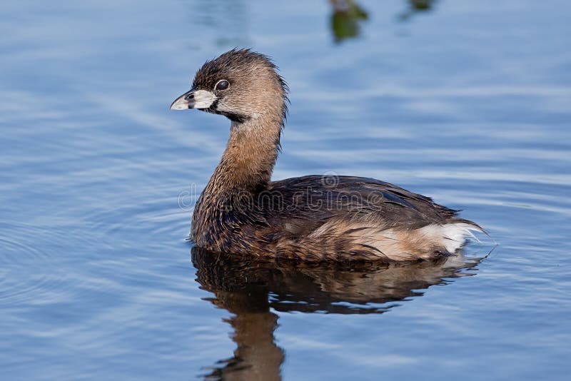 Bont-gefactureerde Fuut Podilymbus Podiceps Stock Foto - Image of vogel ...