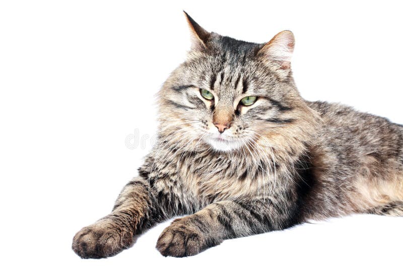 Bont volwassen kat stock foto. Image of bont, grappig - 37436710