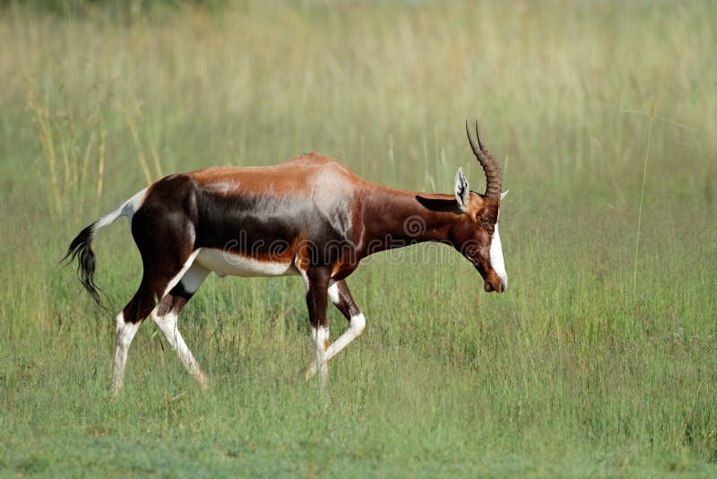 Bontebok antelope stock image. Image of african, antelope - 1493615