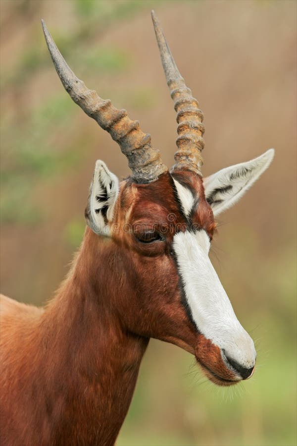 Bontebok antelope stock image. Image of herbivore, antelope - 22702313