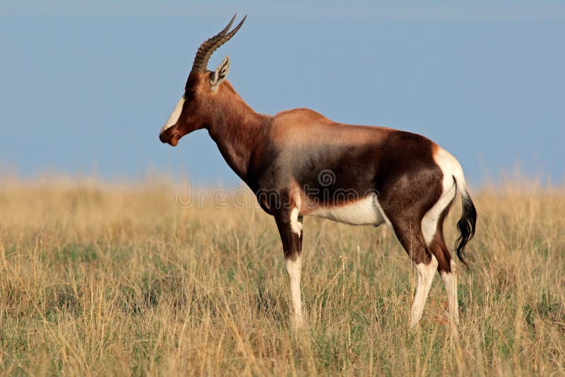Bontebok Antelope stock photo. Image of safari, outdoors - 92719480