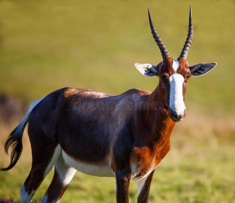 Bontebok Antelope stock photo. Image of ribbed, buck - 52761556
