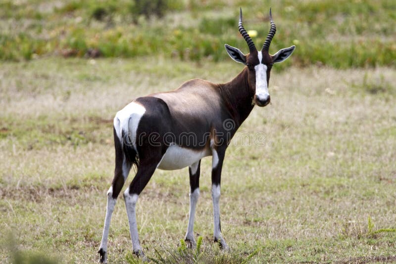 Bontebok, Bontebok, Damaliscus Pygargus Stock Photo - Image of antilope ...