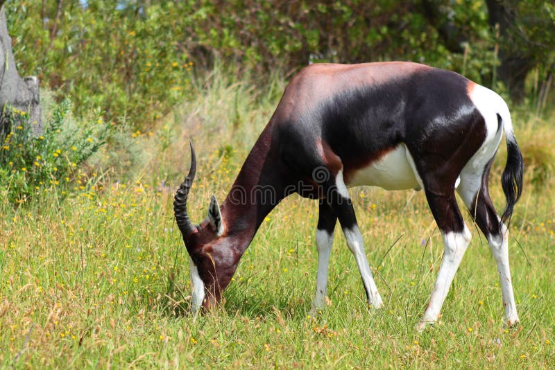 Bontebok grazing stock image. Image of pygargus, phillipsi - 18260435