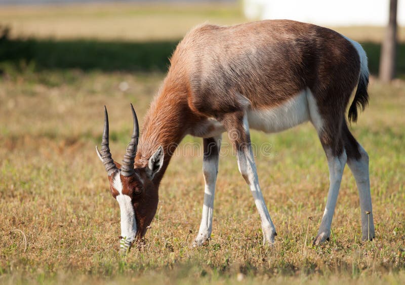 Bontebok male 2 stock photo. Image of sized, brown, animal - 21526100