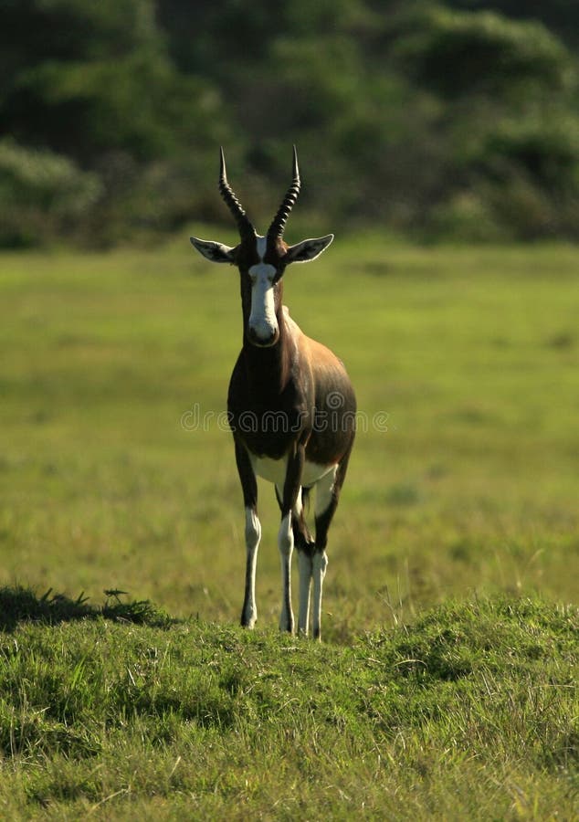 Lonely Bontebok stock photo. Image of mammal, antelope - 17781464